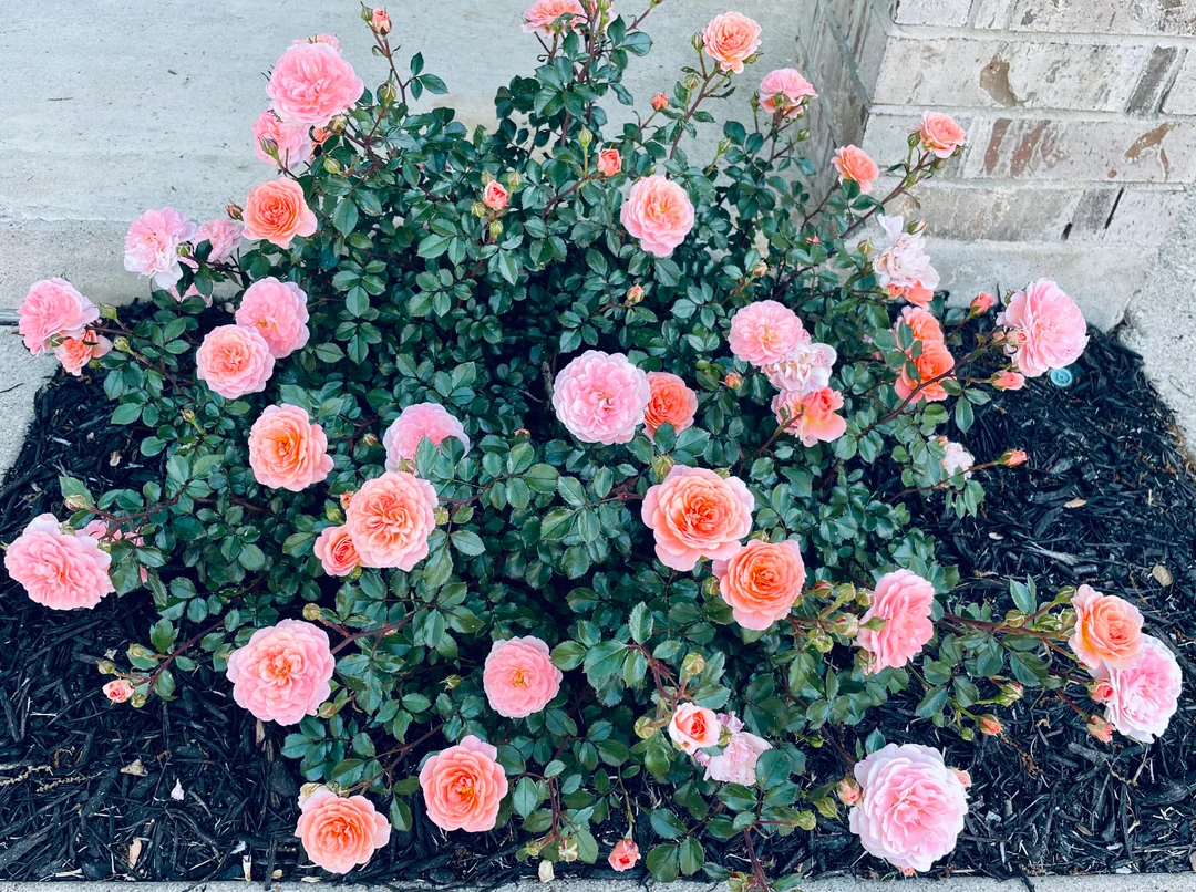 Apricot Drift Rose - Shop Our Eden, MD Garden Center Today!