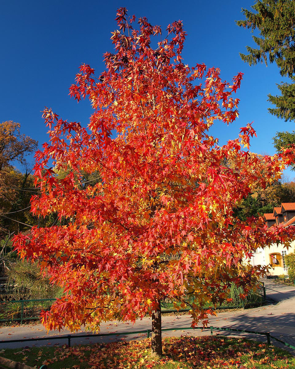 October Glory Red Maple (Acer rubrum ‘October Glory’) – How Sweet It Is