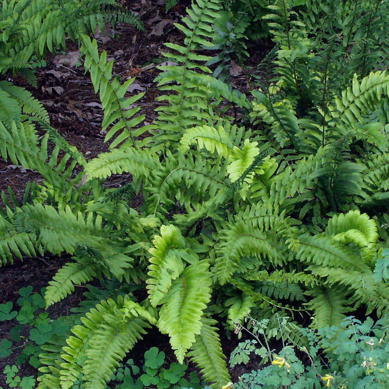 Christmas Fern (Polystichum acrostichoides) - How Sweet It Is