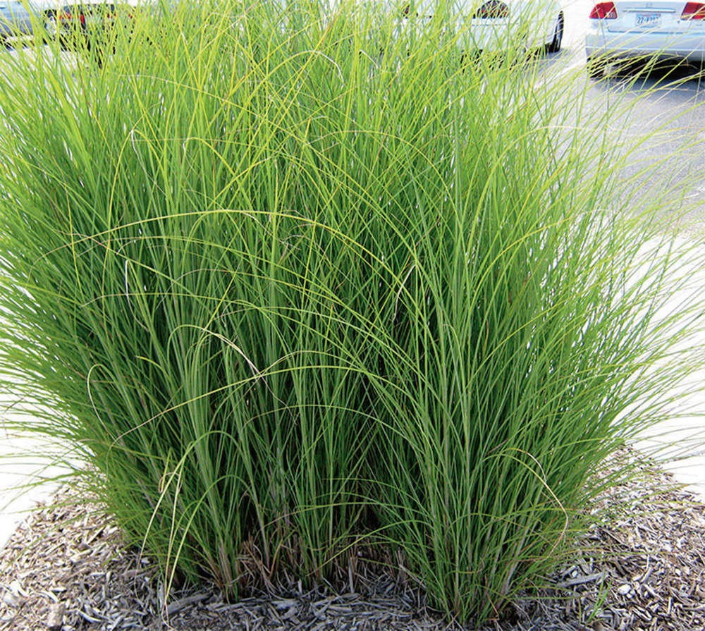 Switchgrass (Panicum virgatum) - How Sweet It Is