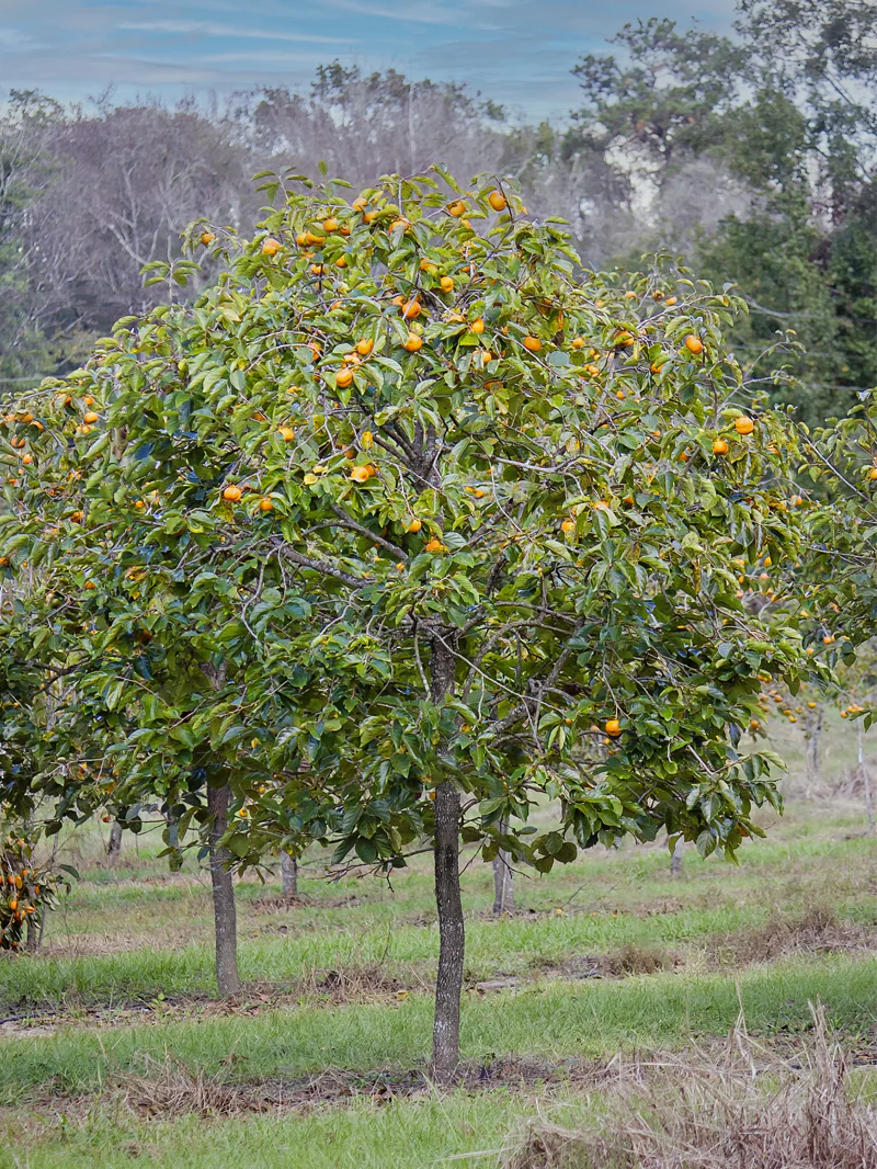 Japanese Persimmon (Diospyros kaki) - How Sweet It Is