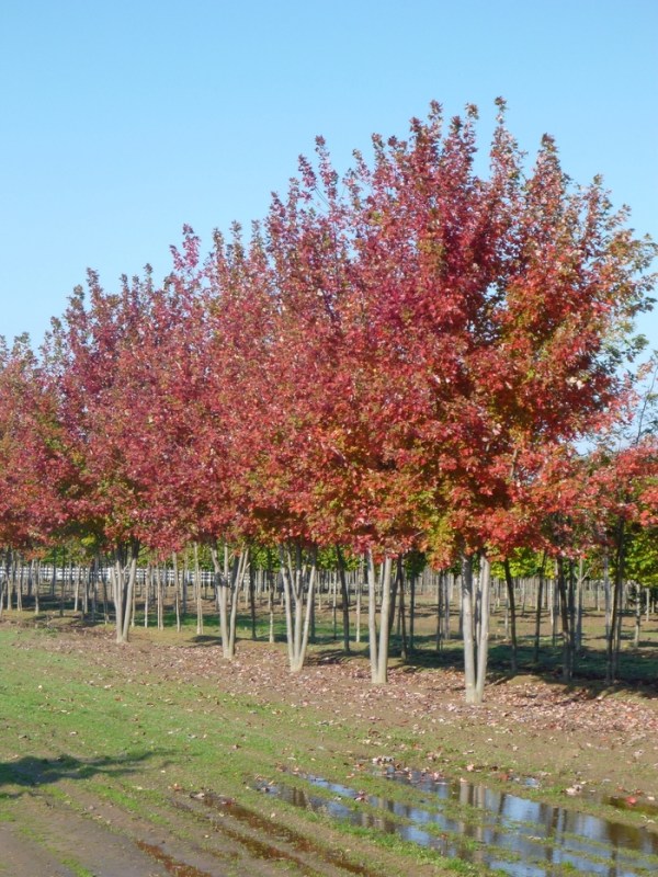 Autumn Blaze Red Maple – How Sweet It Is