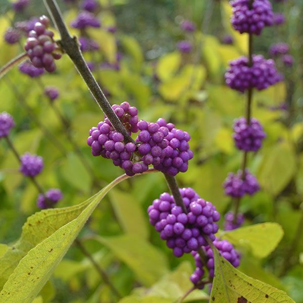 American Beautyberry (Callicarpa americana) - How Sweet It Is
