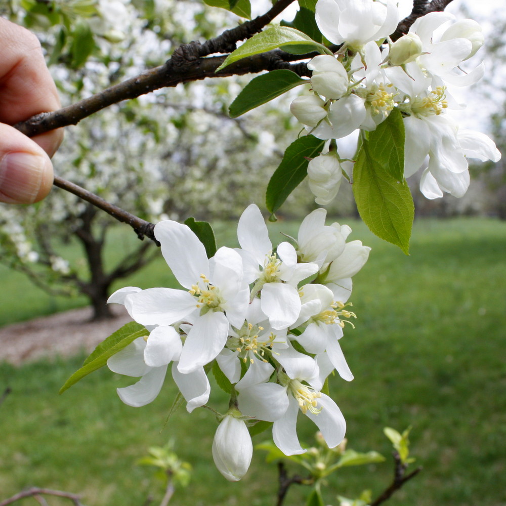 Crabapple Dolgo (Malus x 'Dolgo') - How Sweet It Is