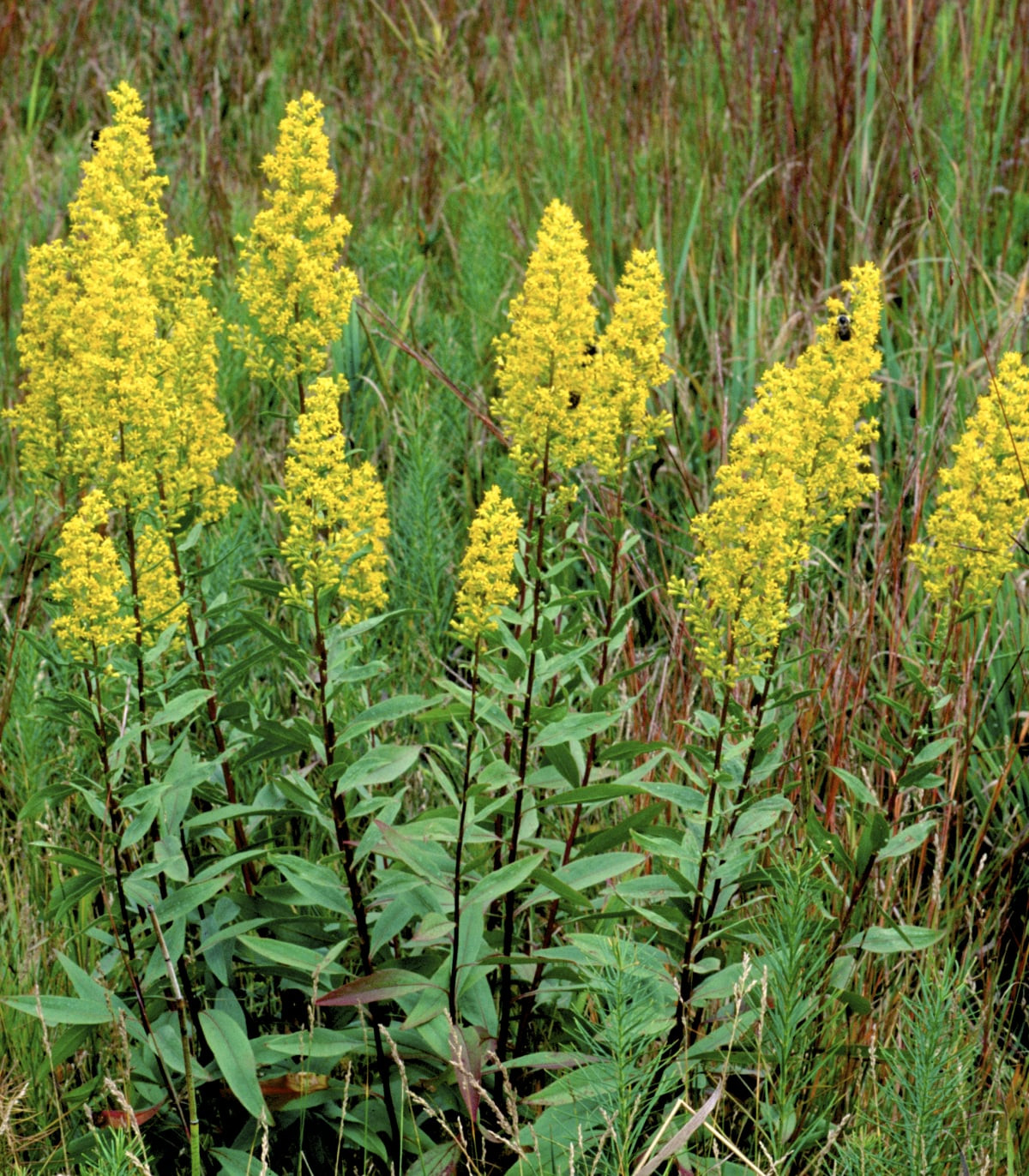 Goldenrod (Solidago rugosa) - How Sweet It Is