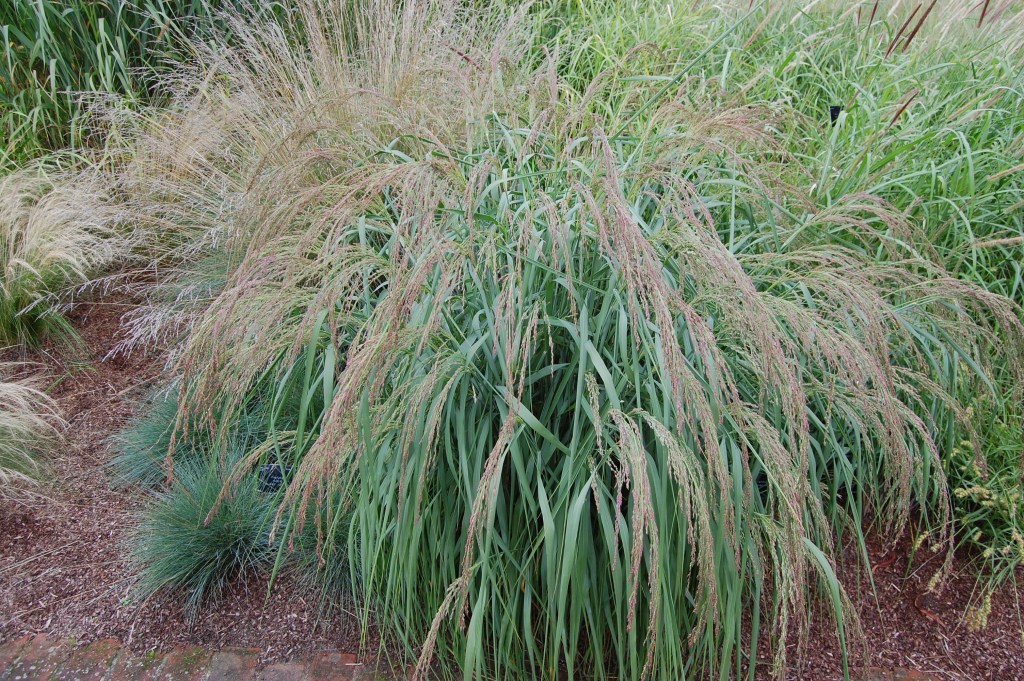 Panic Grass (Panicum amarum) - How Sweet It Is