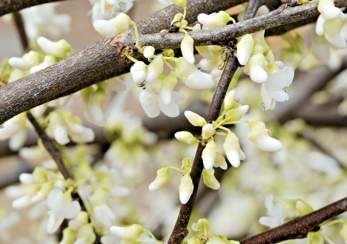 White Redbud (Cercis canadensis f. alba) - How Sweet It Is