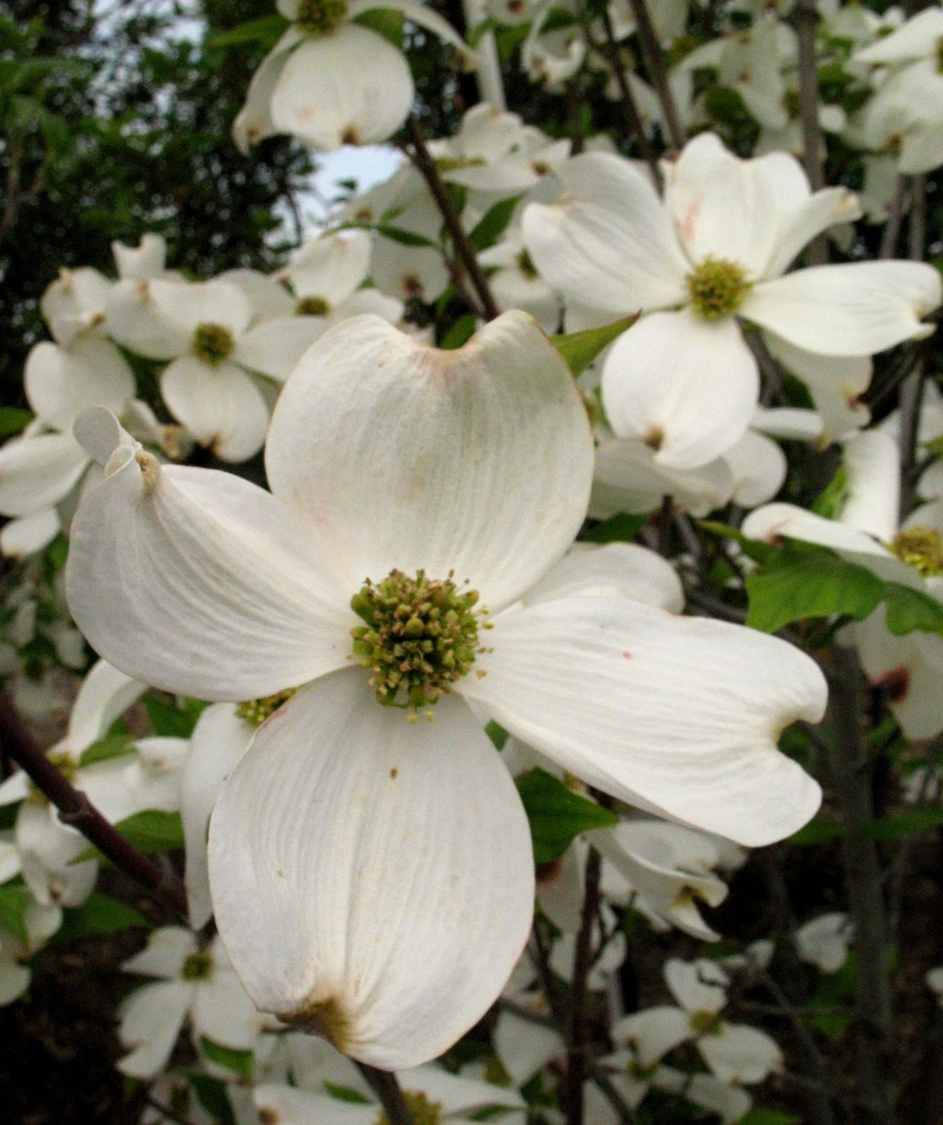 Cherokee Princess Dogwood - How Sweet It Is