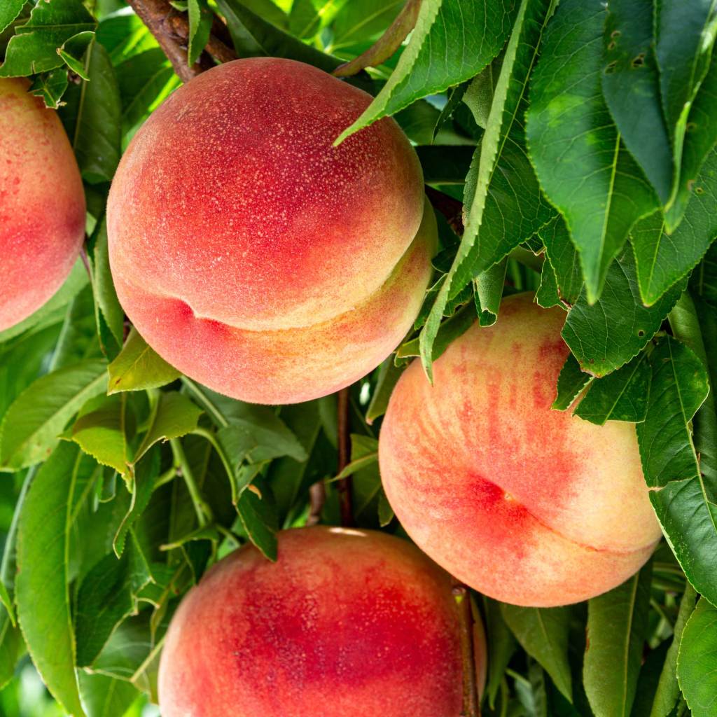 Elberta Peach Tree - How Sweet It Is
