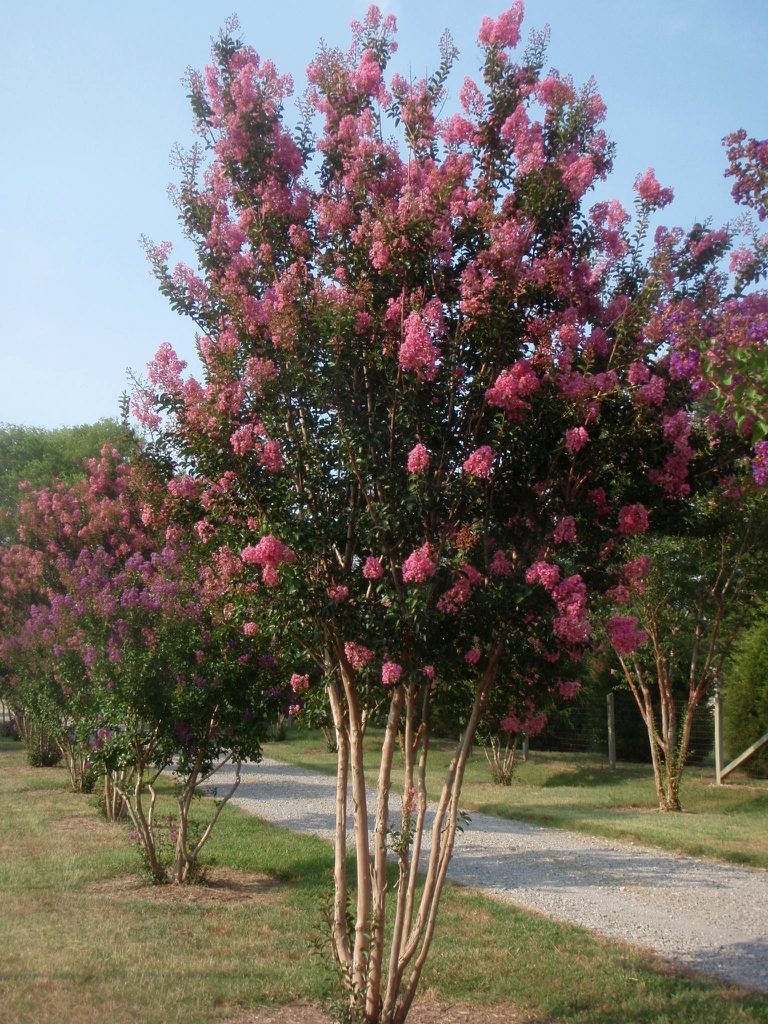 Sioux Crepe Myrtle Tree - Garden Center & Tree Nursery