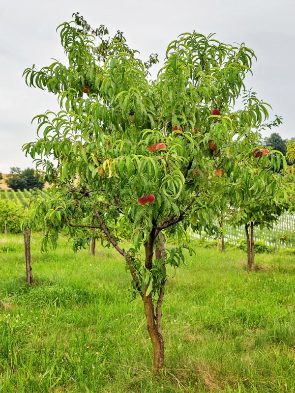 Elberta Peach Tree - How Sweet It Is