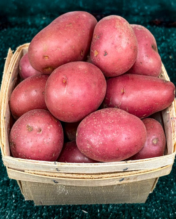 Red Creamer Potatoes - How Sweet It Is